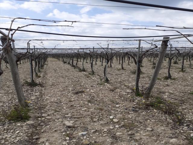 Terreno agricolo in vendita a cerignola zona lamioni