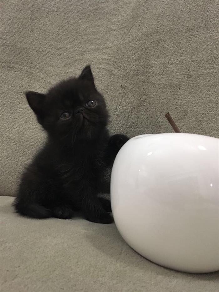 EXOTIC SHORTHAIR NERO