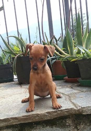 PINSCHER CUCCIOLI TOY