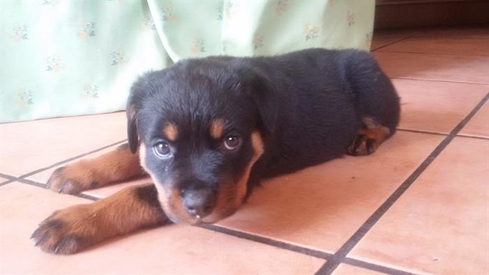 CUCCIOLI DI ROTTWEILER