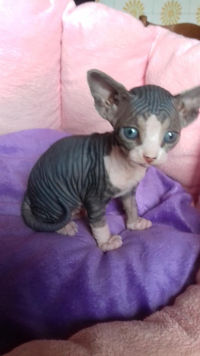 MERAVIGLIOSI CUCCIOLI SPHYNX