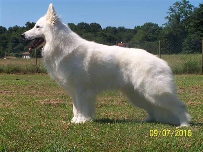 CUCCIOLI DI PASTORE SVIZZERO BIANCO