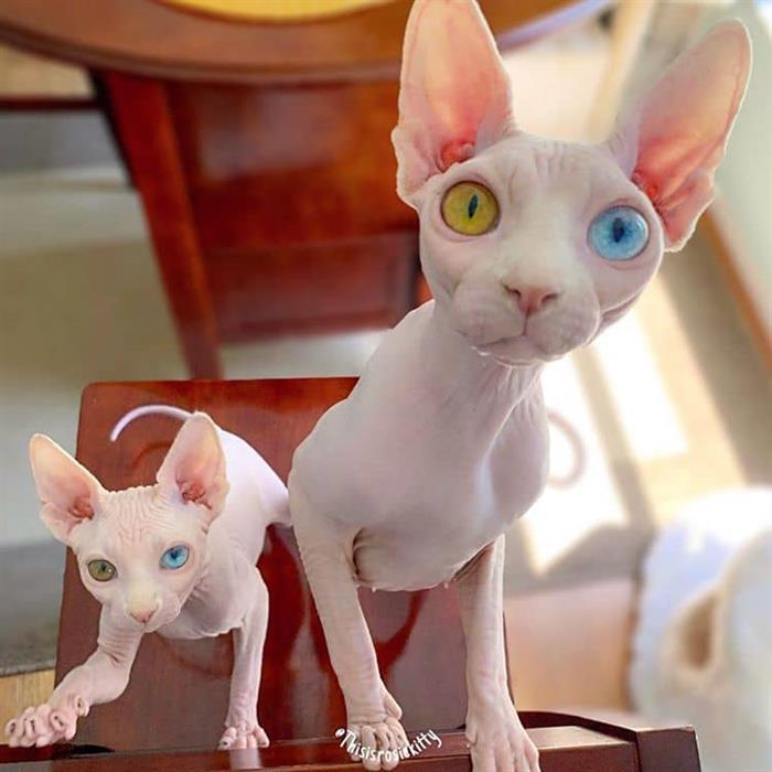 CUCCIOLO CANADIAN SPHYNX