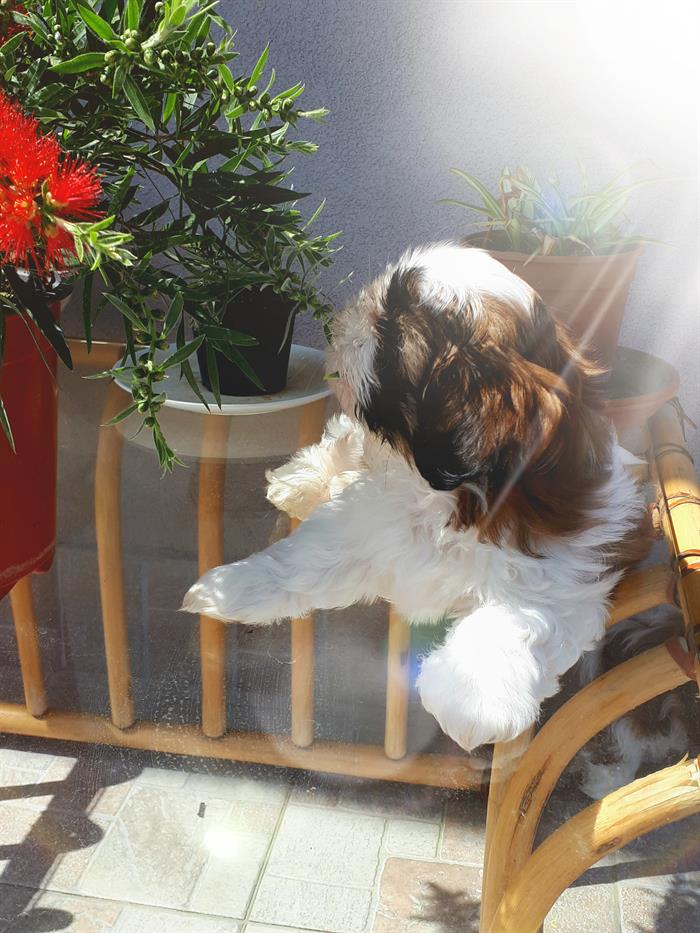 VENDESI BELLISSIMI CUCCIOLI DI SHIH TZU