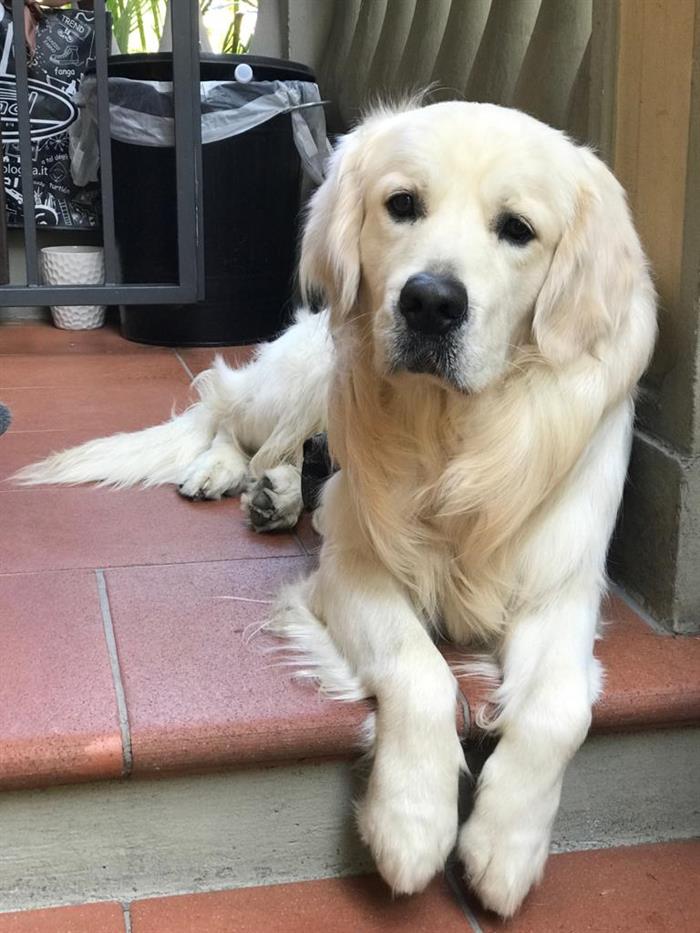 GOLDEN RETRIEVER MASCHIO