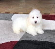 Cuccioli di coton de tulear molto belli e sani con facce da orsacchiotto