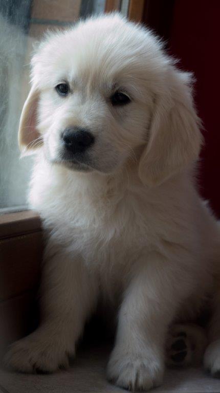 MAGNIFICA CUCCIOLA DI GOLDEN RETRIVER