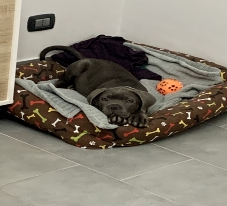 Vendo cucciolo di cane corso grigio