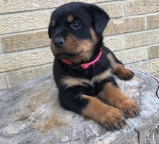 Regalo Cuccioli di Rottweiler