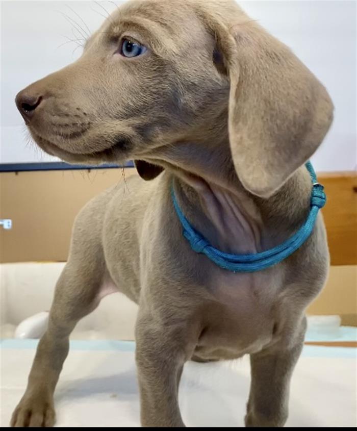 CUCCIOLI DI WEIMARANER CON PEDEGREE