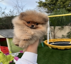 Volpino pomerania toy spitz tedesco nano 