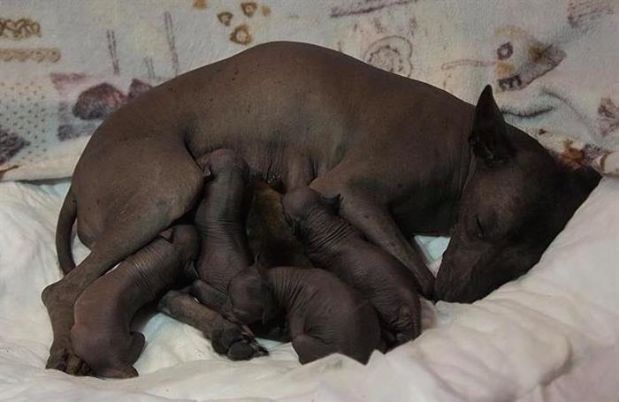 CUCCIOLI DI CANE NUDO MESSICANO, XOLOITZCUINTLE