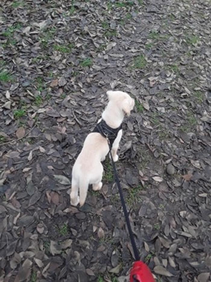 CUCCIOLO DI LABRADOR