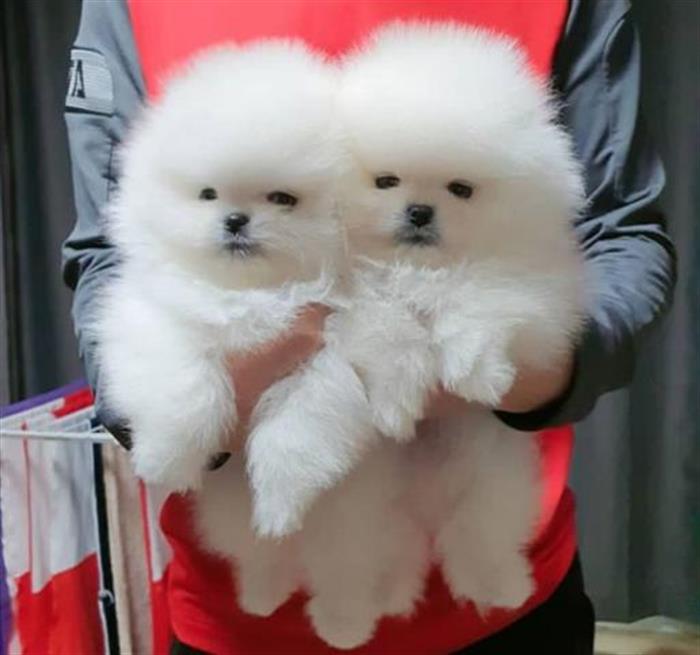 CUCCIOLO DI VOLPINO POMERANIA TOY