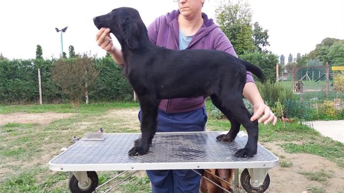 CUCCIOLI FLAT COATED RETRIEVER C