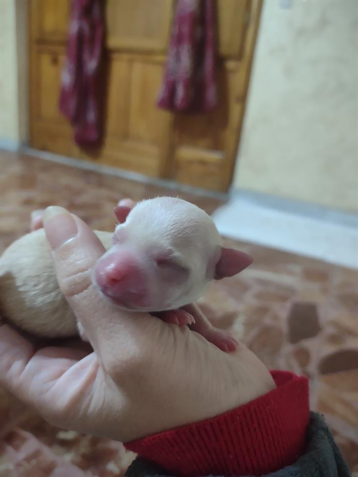 CUCCIOLI DI CHIHUAHUA