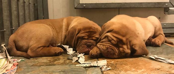 CUCCIOLI DI DOGUE DE BORDEAUX