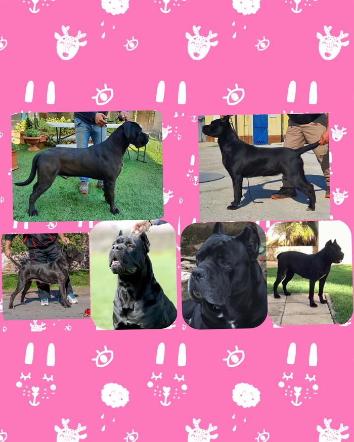 CUCCIOLI CANE CORSO