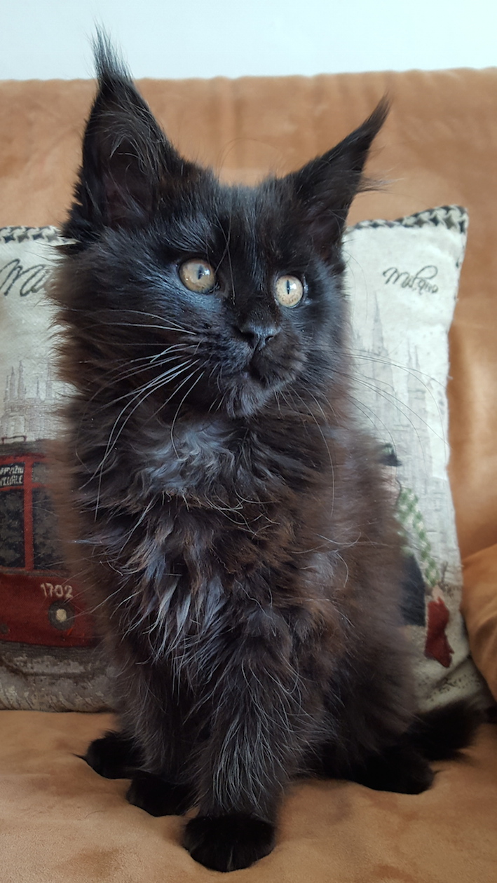 CUCCIOLA DI MAINE COON BLACK CON PEDIGREE