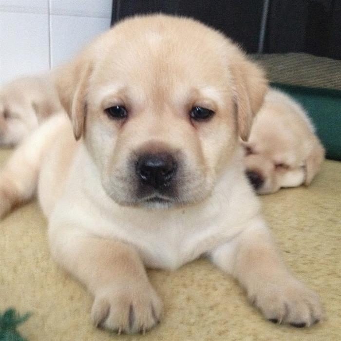 LABRADOR RETRIEVER