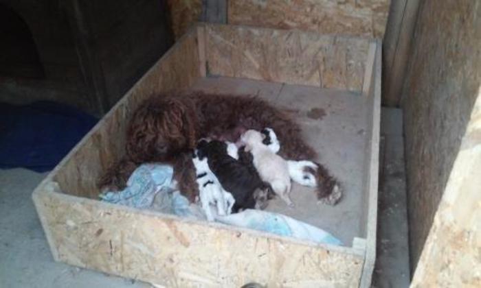 LAGOTTO ROMAGNOLO