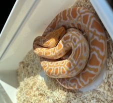 Baby pitone moluro albino