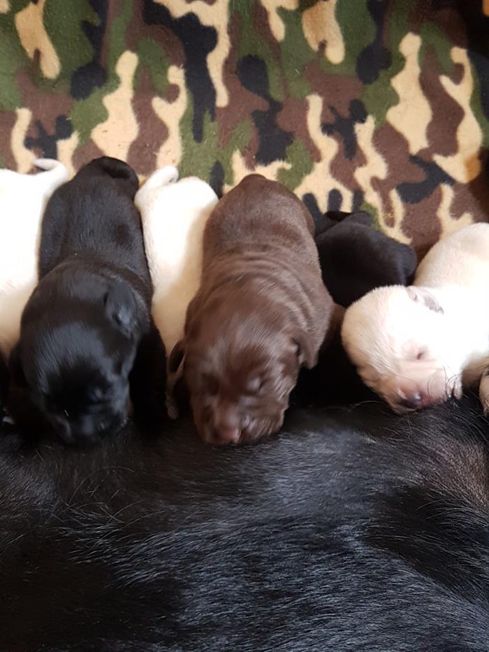 CUCCIOLI LABRADOR RETRIEVER