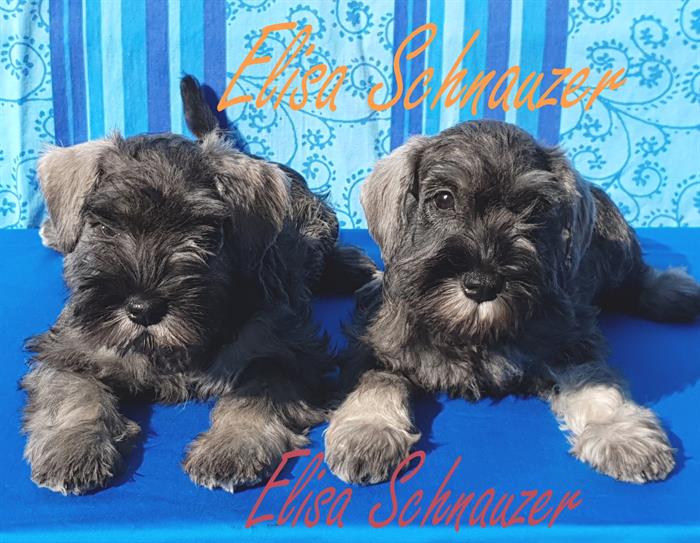 CUCCIOLI SCHNAUZER NANO