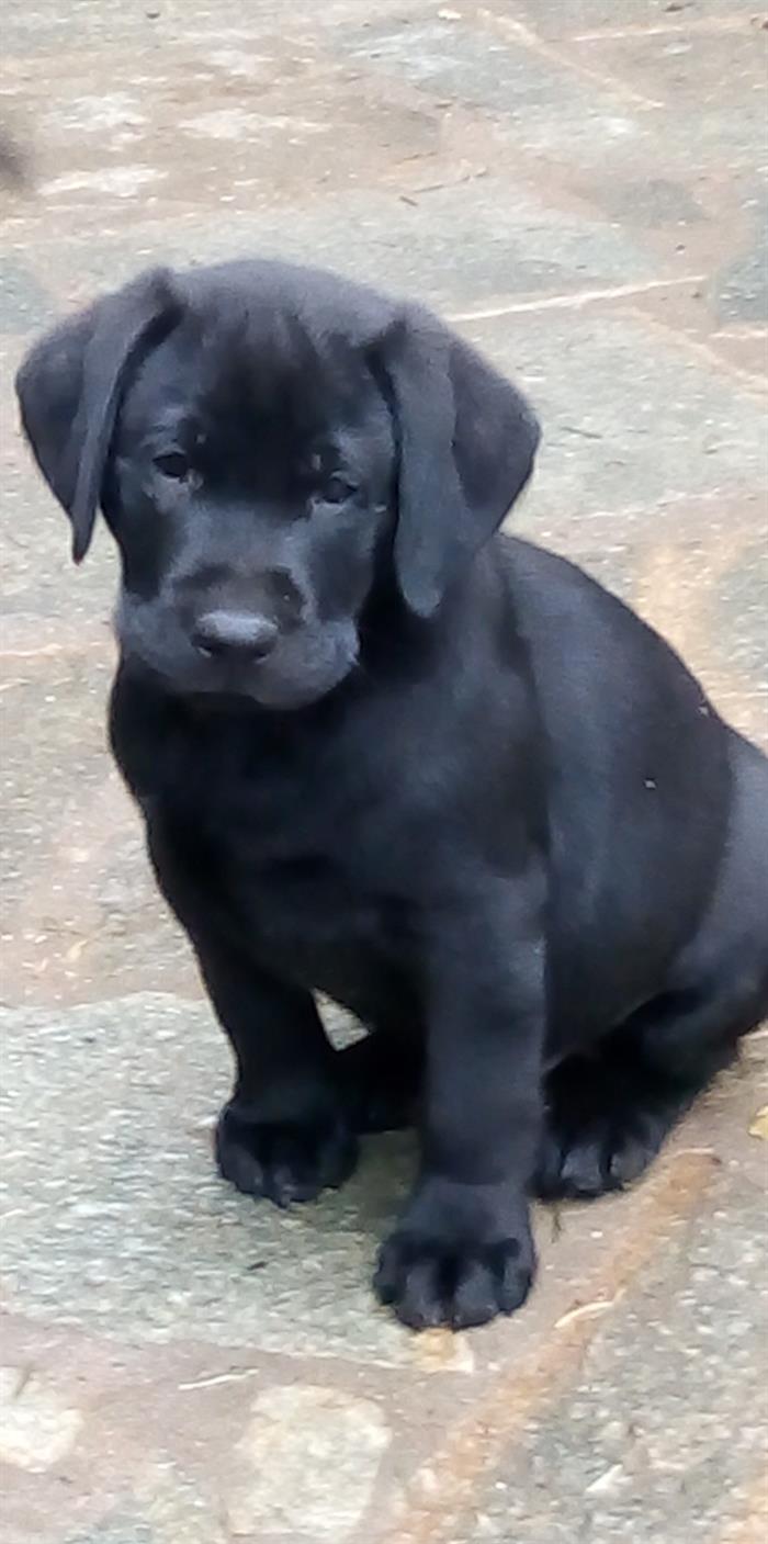 CUCCIOLI LABRADOR NERI E CHOCO DA SUBITO