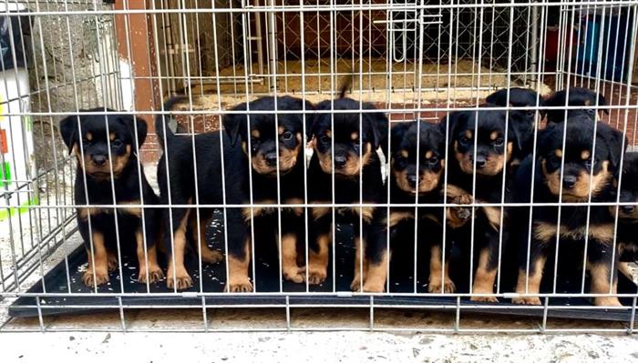 ROTTWEILER CUCCIOLI