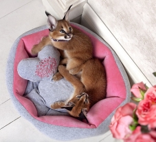 Bellissimi gattini Caracal disponibili per la vendita.