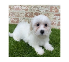 Coton de tulear, cuccioli,