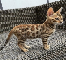 Dedigree Bengal kittens ready now