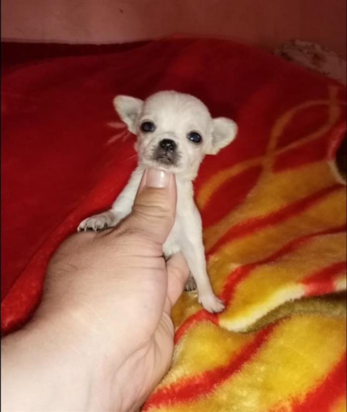 CHIHUAHUA TOY