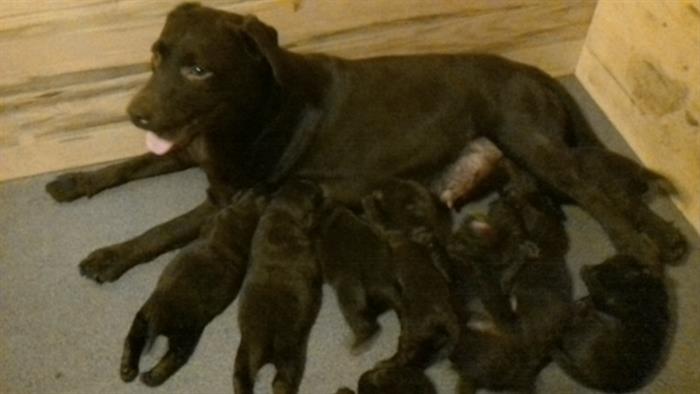 CUCCIOLI LABRADOR RETRIEVER CHOCOLAT