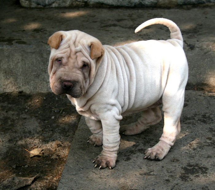 SHAR-PEI CUCCIOLI