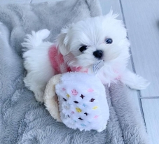 maltese mini toy