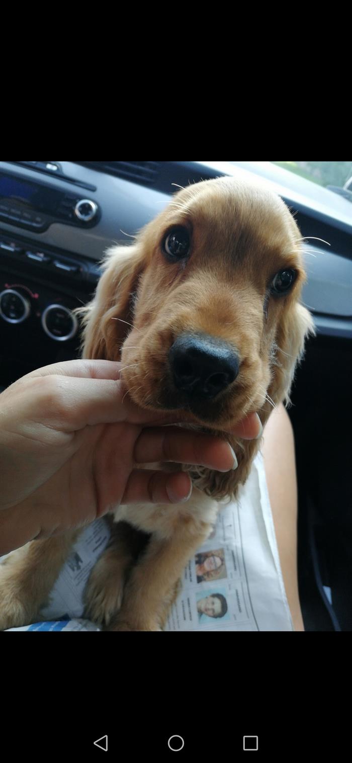 CUCCIOLO COCKER SPANIEL INGLESE