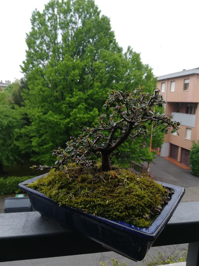 BONSAI