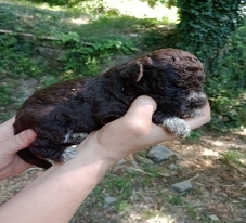 Cuccioli Lagotto romagnolo