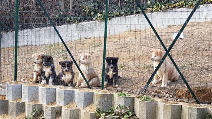 CUCCIOLI AKITA INU