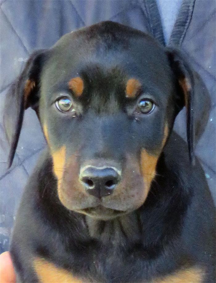 DOBERMANN CUCCIOLI