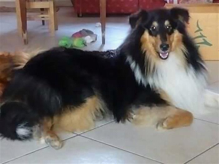 CUCCIOLI COLLIE PASTORE SCOZZESE