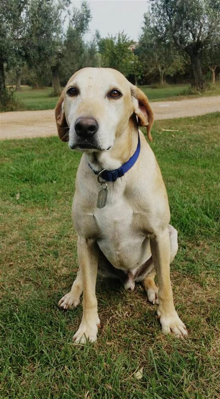 WILBUR UN SEGUGIO BUONO ED AMOREVOLE IN ADOZIONE