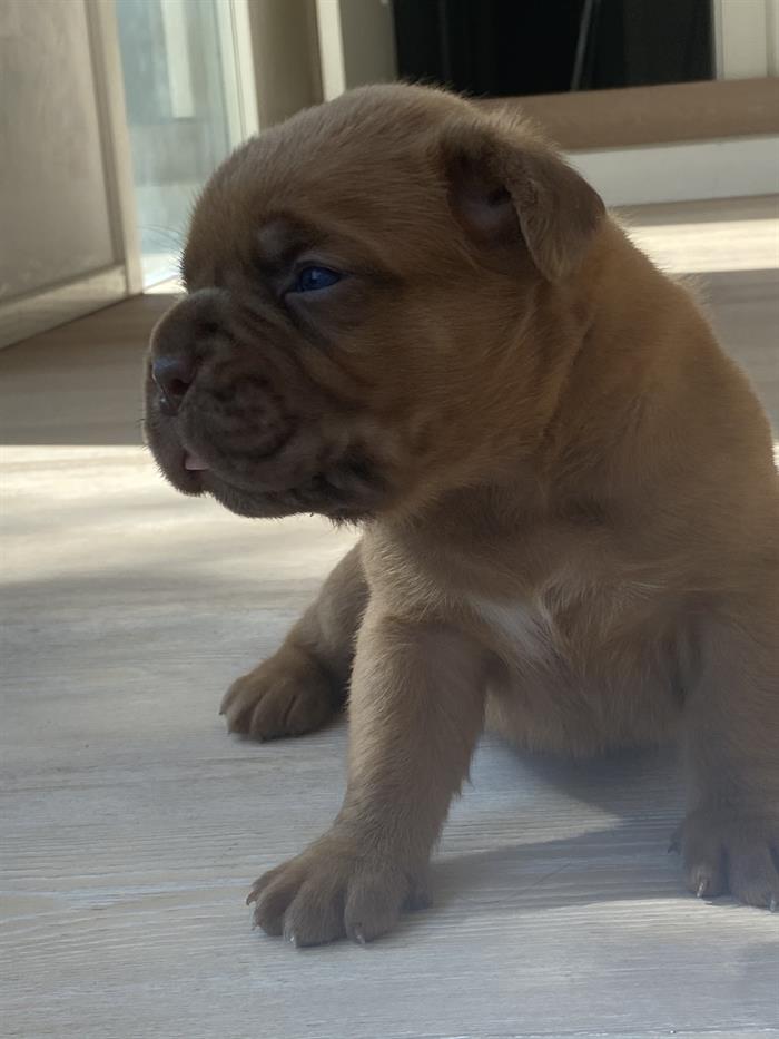 CUCCIOLI DI DOGUE DE BORDEAUX