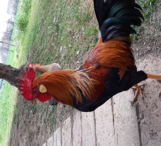 Gallo Livorno Collo Oro