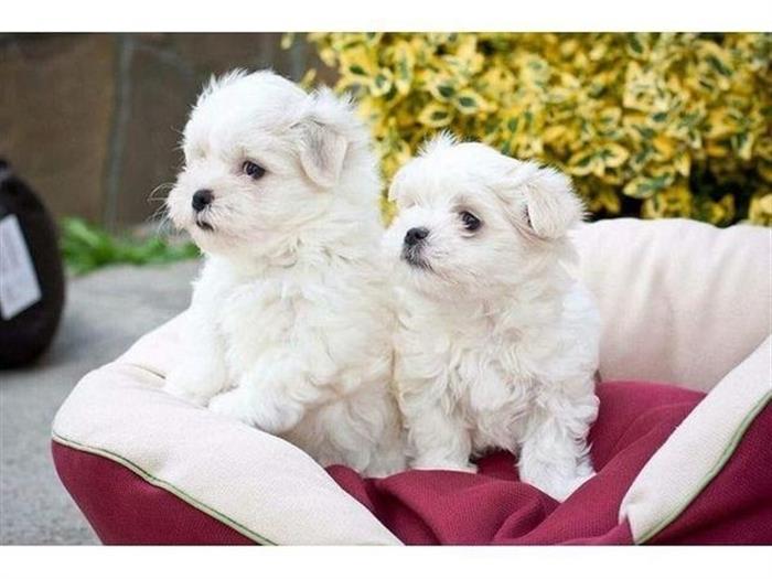 CUCCIOLI DI MALTESE