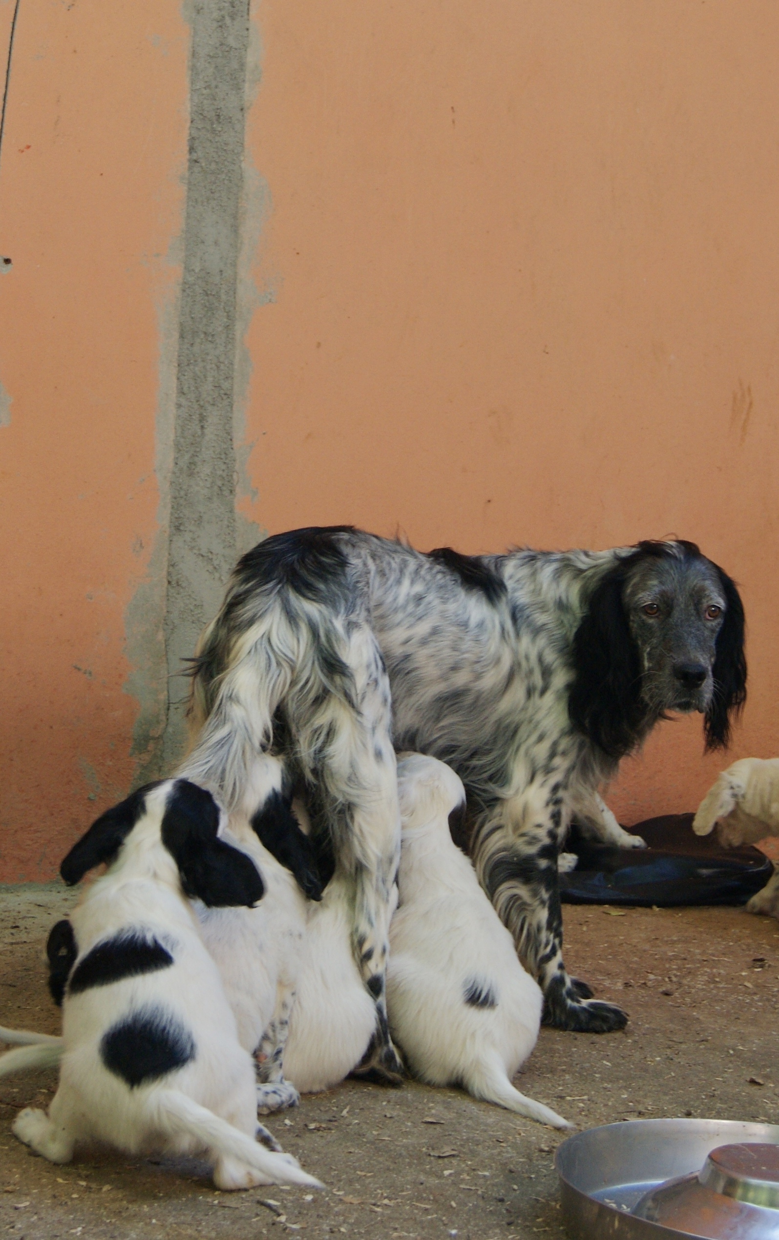 CUCCIOLI DI SETTER INGLESE, PREZZO INTERESSANTE!