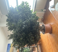 Ficus benjamin 2,40 metri