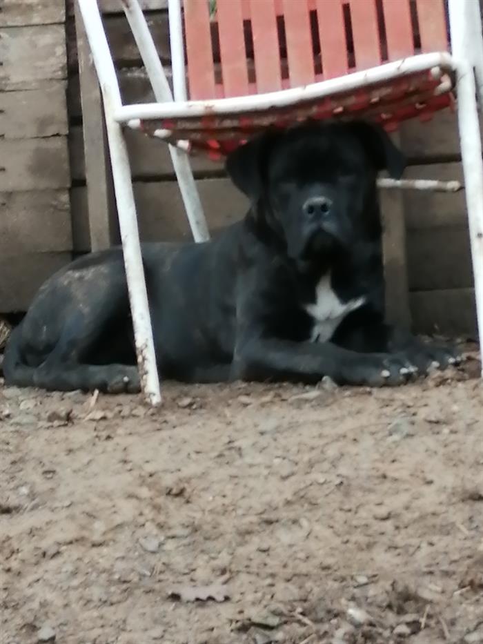 CANE CORSO